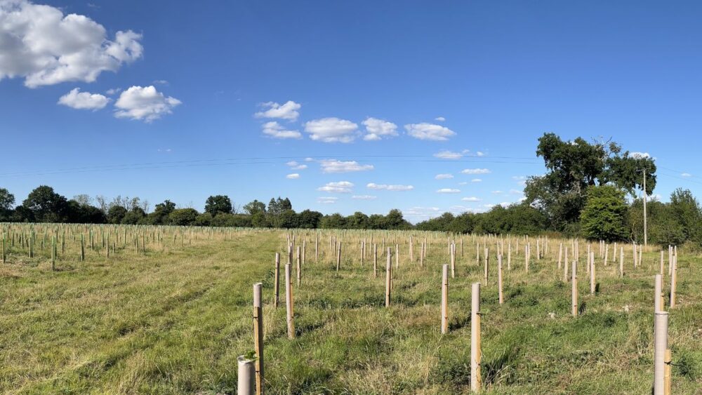 Vigilis-Bio Tree Shelters | 100% Soil Biodegradable - Tree Guard ...