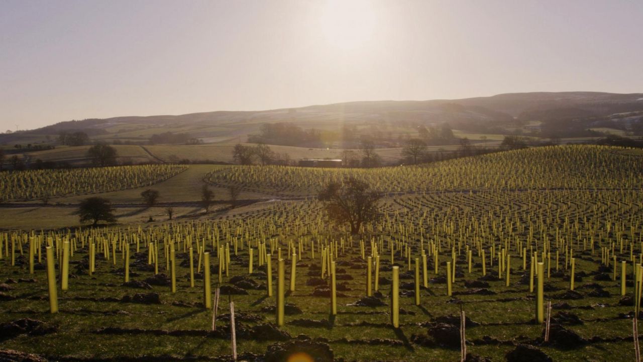 Shop - Tree Guard Manufacturer | Vigilis Tree Shelters