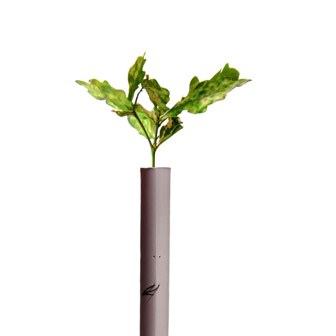 Vigilis-Bio Tree Guards - Tree Shelters Manufacturer | Vigilis Tree ...