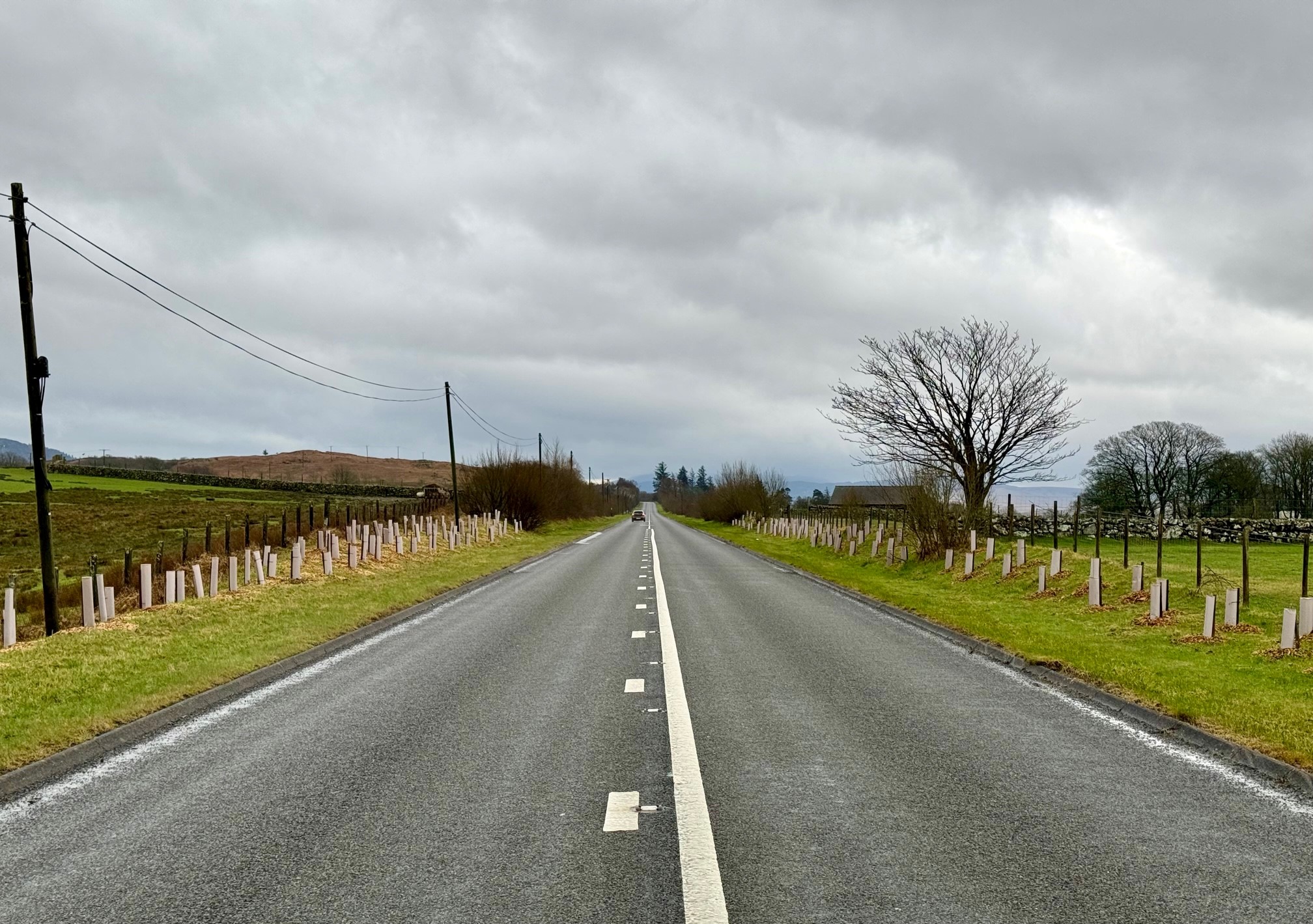 Sustainable Highways: Connecting habitats through tree planting