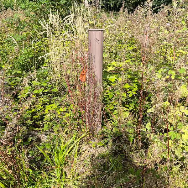 Malvern Case Study: Vigilis & Vigilis-Bio - Vigilis Tree Shelters